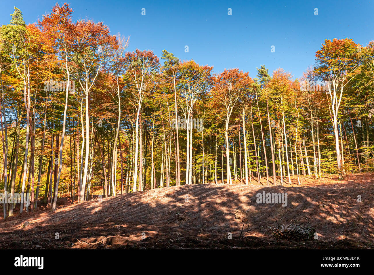 Stunning and colorful autumn in the forest and field, Europe Stock ...
