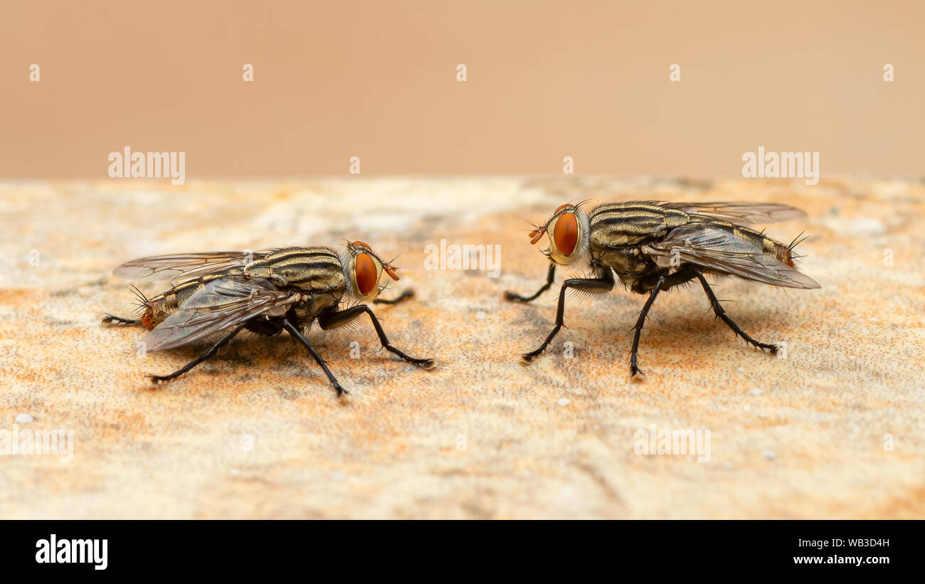Two houseflies facing each other on the light brown floor Stock Photo ...