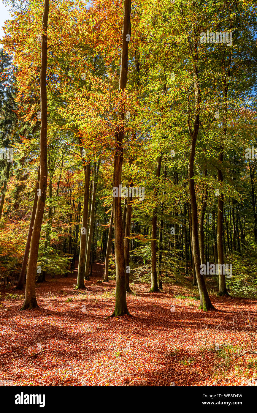 Colorful and amazing path in the forest with sun beam Stock Photo - Alamy