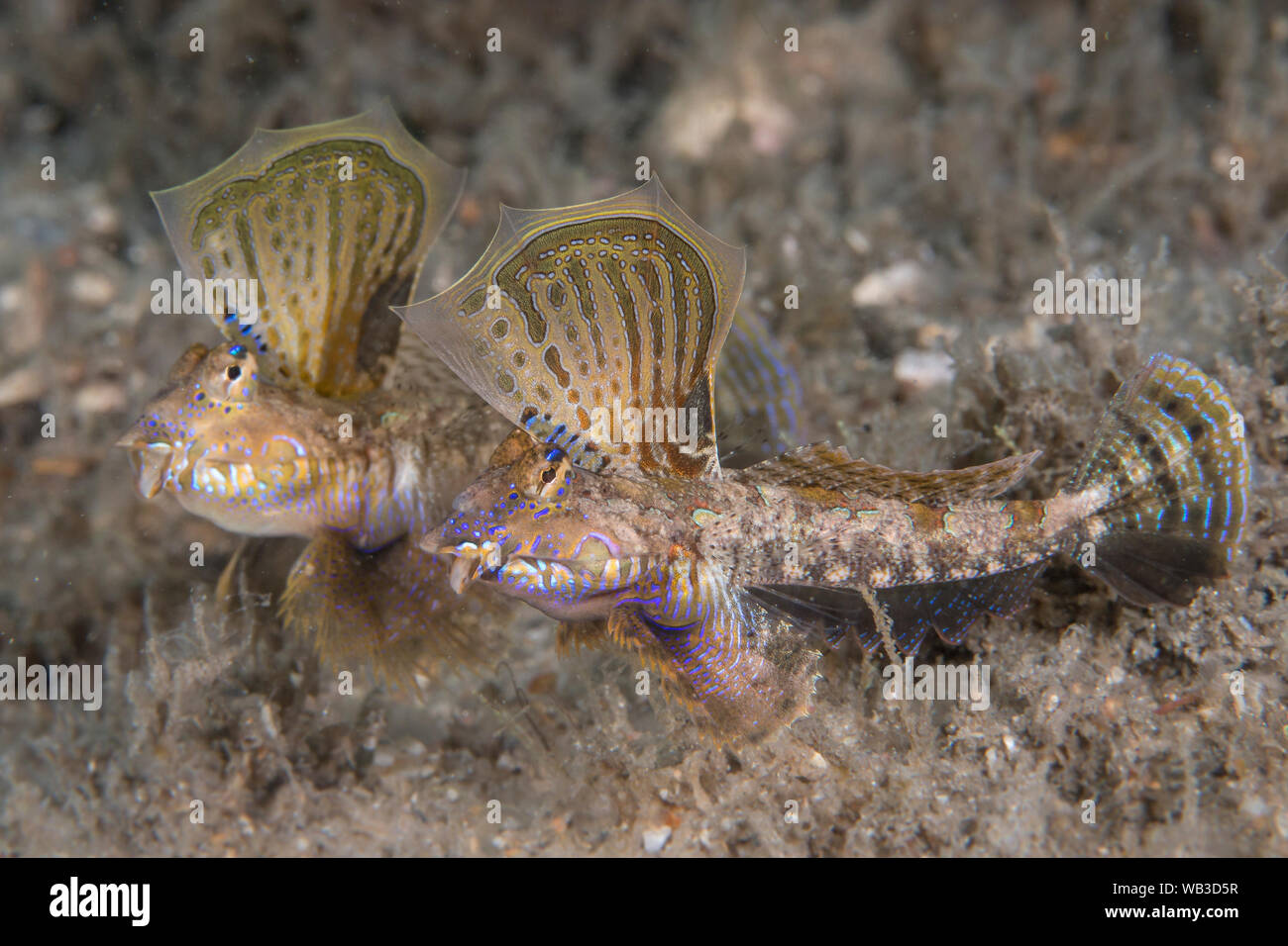Bridge display hi-res stock photography and images - Alamy