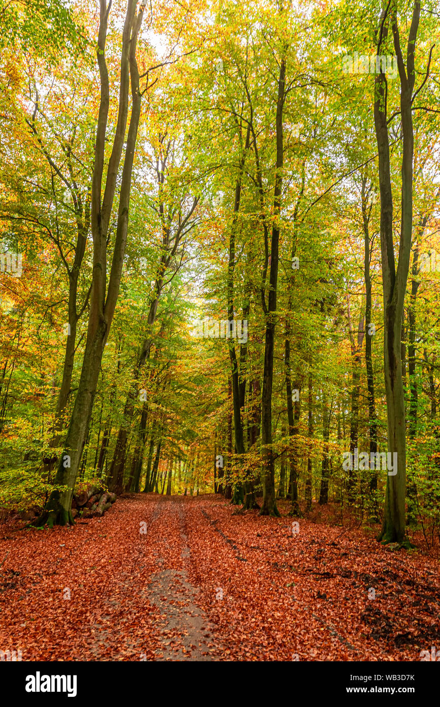 Colorful and stunning forest in the autumn, Europe Stock Photo - Alamy