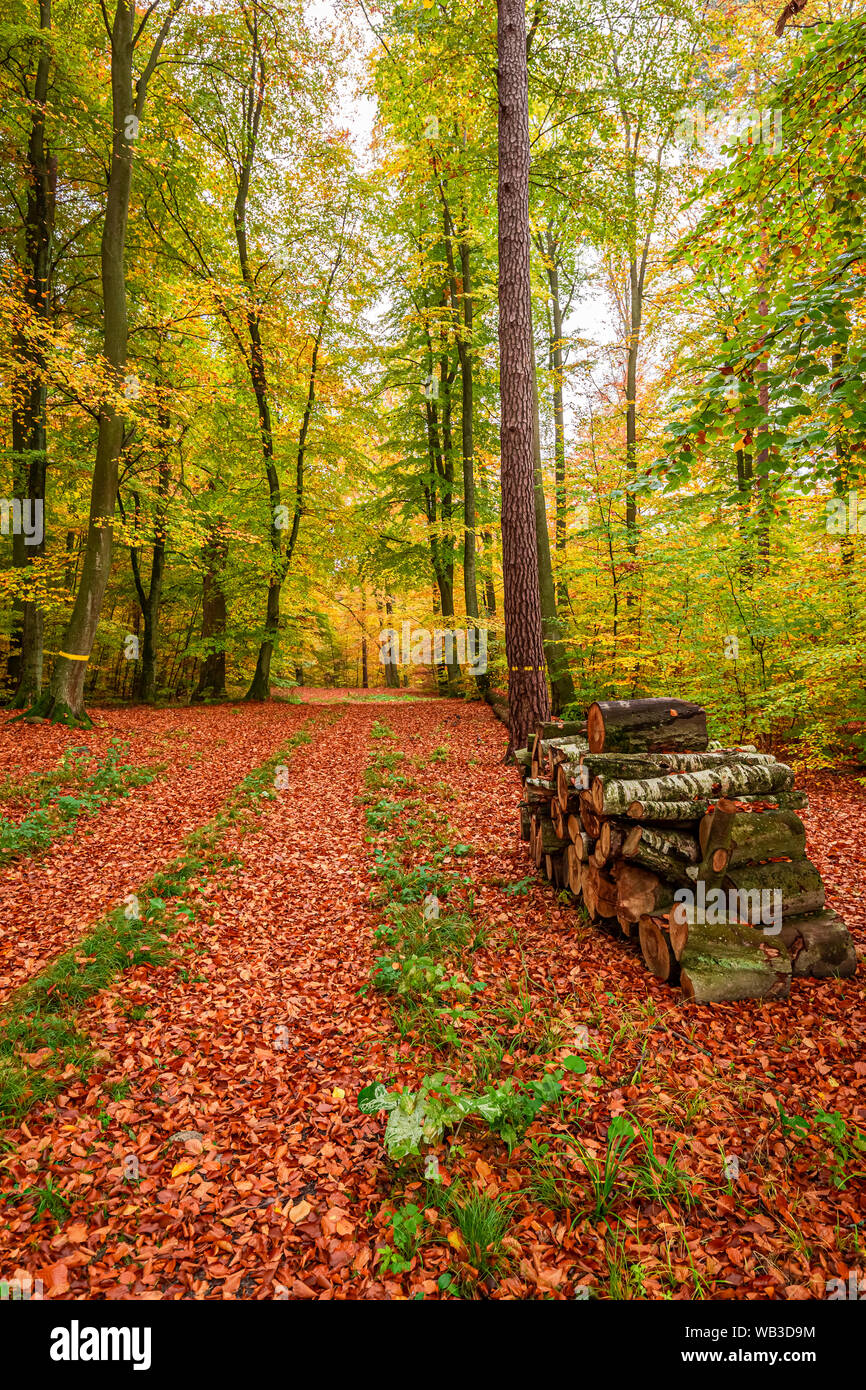 Amazing and golden path in sunny forest, Europe Stock Photo - Alamy