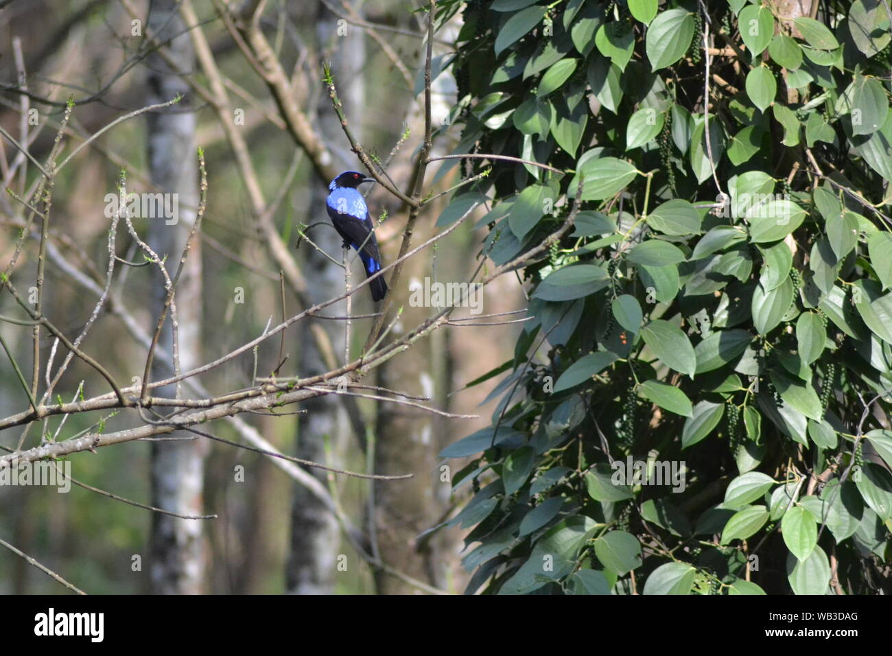 Asian fairy blue bird Stock Photo - Alamy