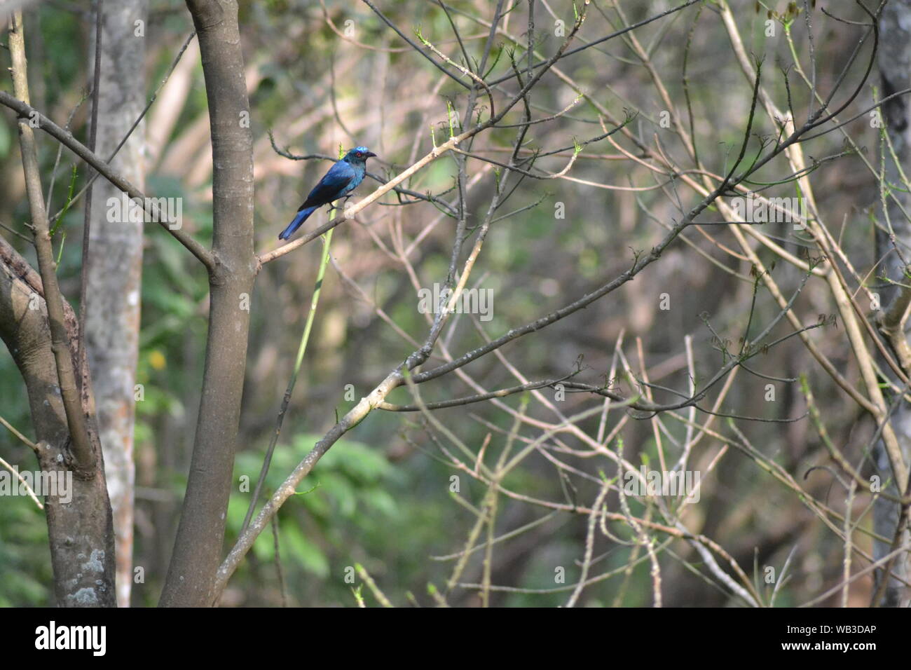 Asian fairy blue bird hi-res stock photography and images - Alamy