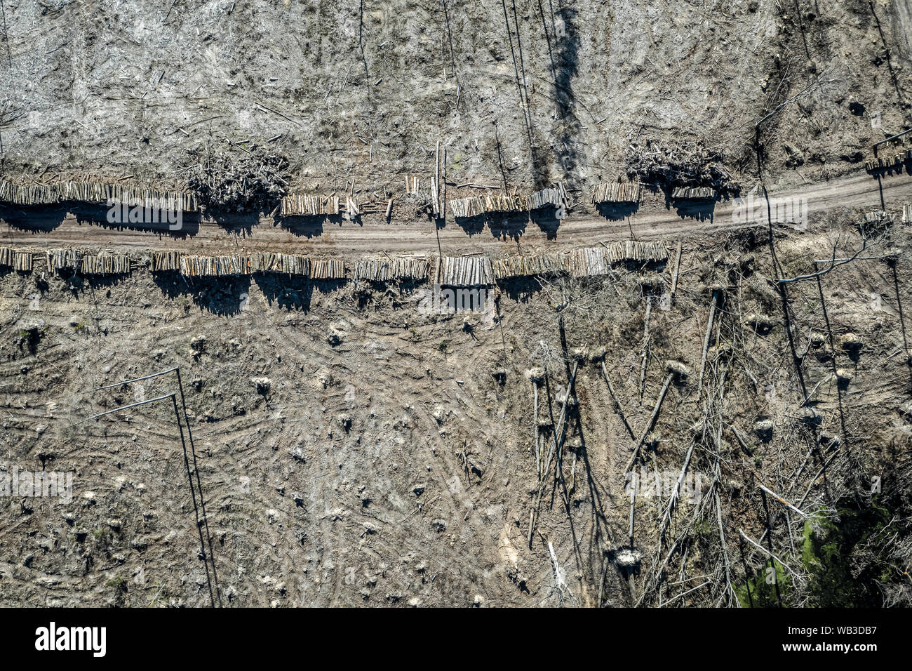 Flying above deforestation, logging, environmental destruction, Poland ...