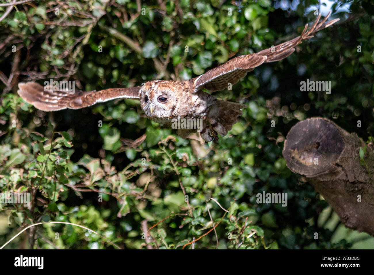 Tawny Owl in Flight Stock Photo - Alamy