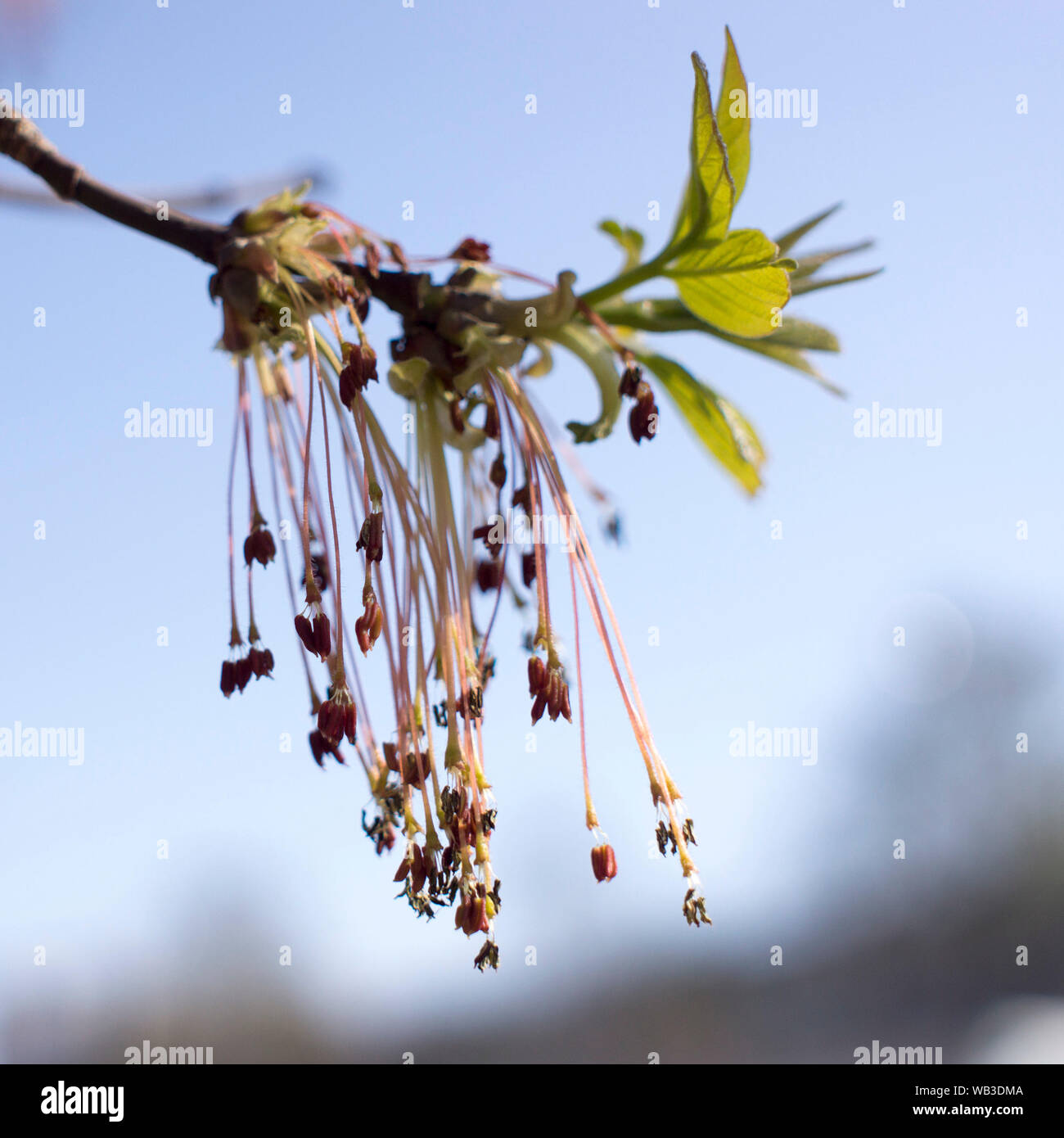 Close up of the flowering Acer negundo, box elder, boxelder maple, ash ...