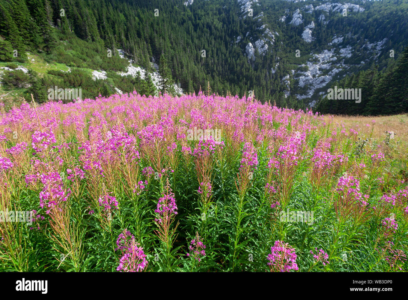Sjeverni velebit national park hi-res stock photography and images - Alamy