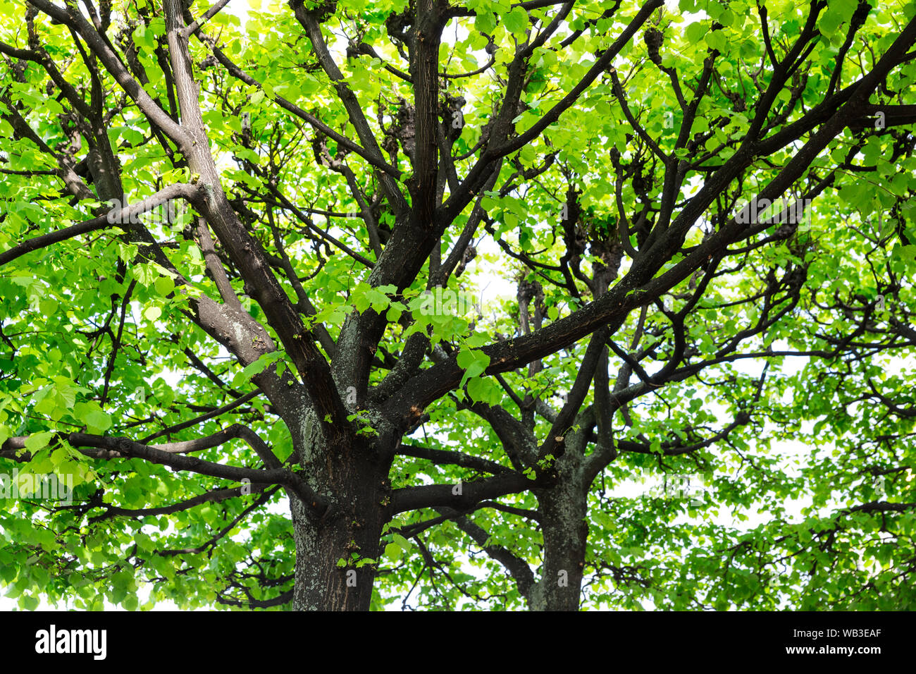 Tree with green foliage, European nature Stock Photo - Alamy