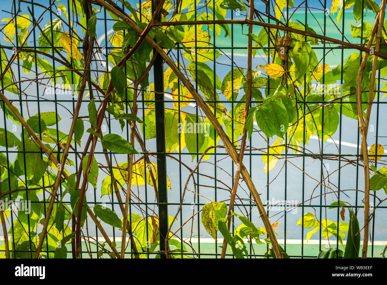 Green leaves growing on a metal grid fence Stock Photo - Alamy