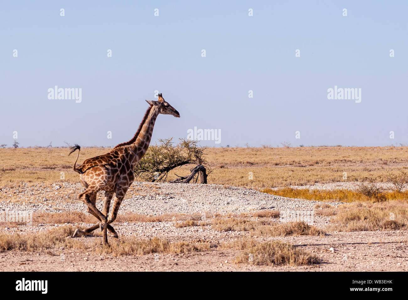 A galloping Giraffe - Giraffa Camelopardalis- on the plains of Etosha ...