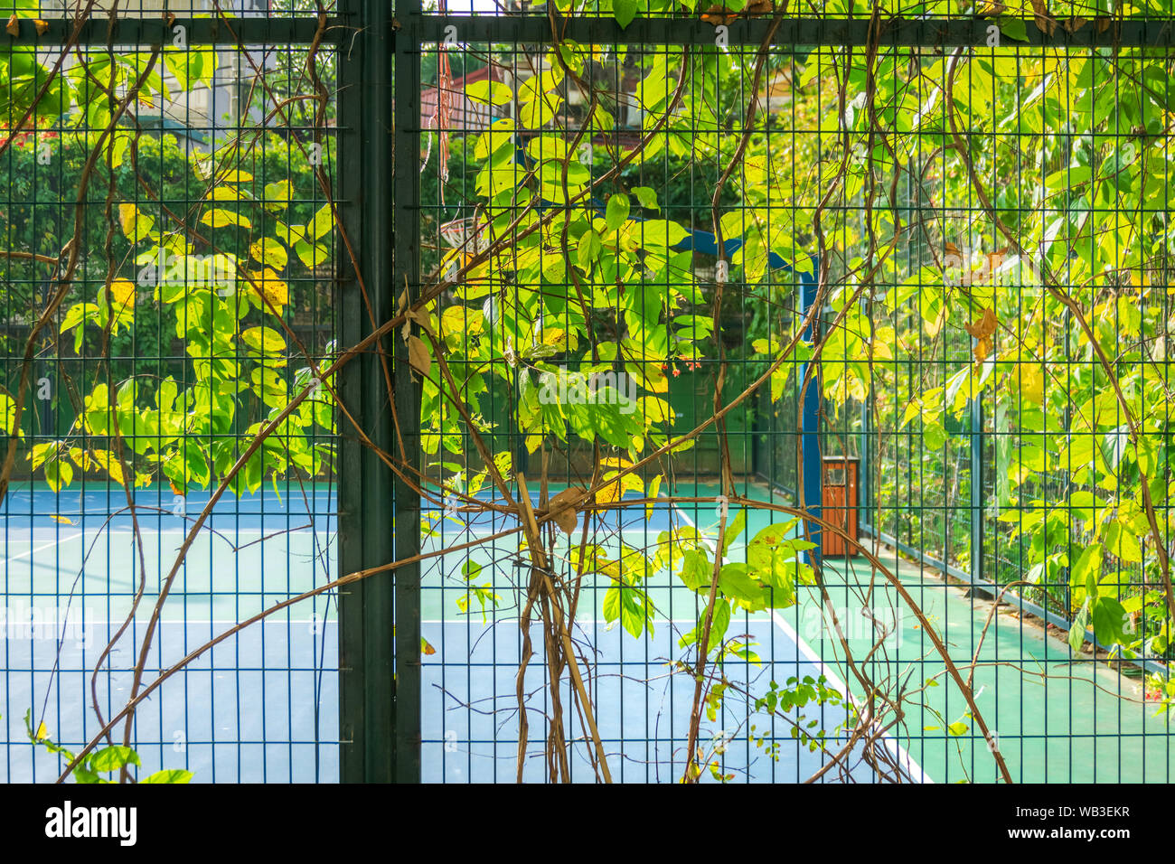 Green leaves growing on a metal grid fence Stock Photo - Alamy
