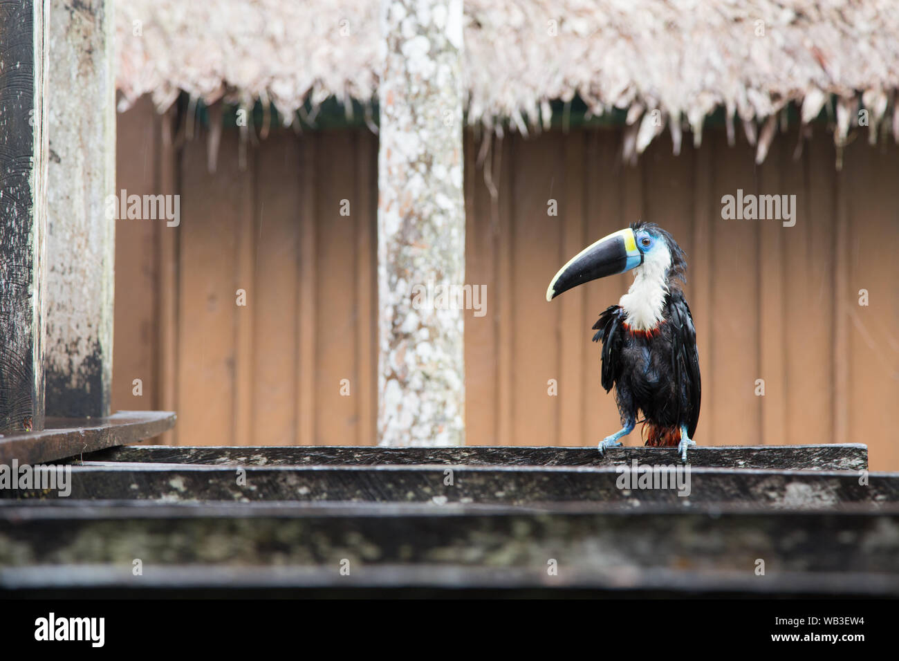 Sitting tucan in the amazonas with house in the background Stock Photo ...