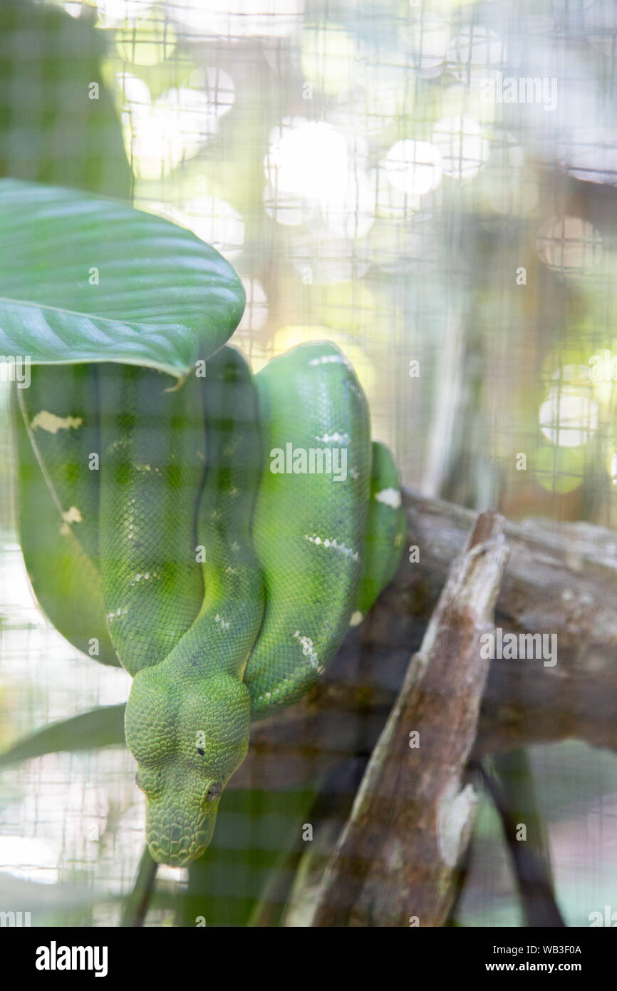 Green snake in the tree in amazonas with blurry background Stock Photo ...