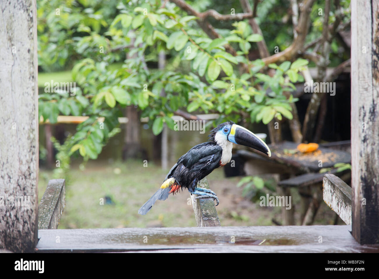 Sitting tucan in the amazonas with tree in the background Stock Photo ...