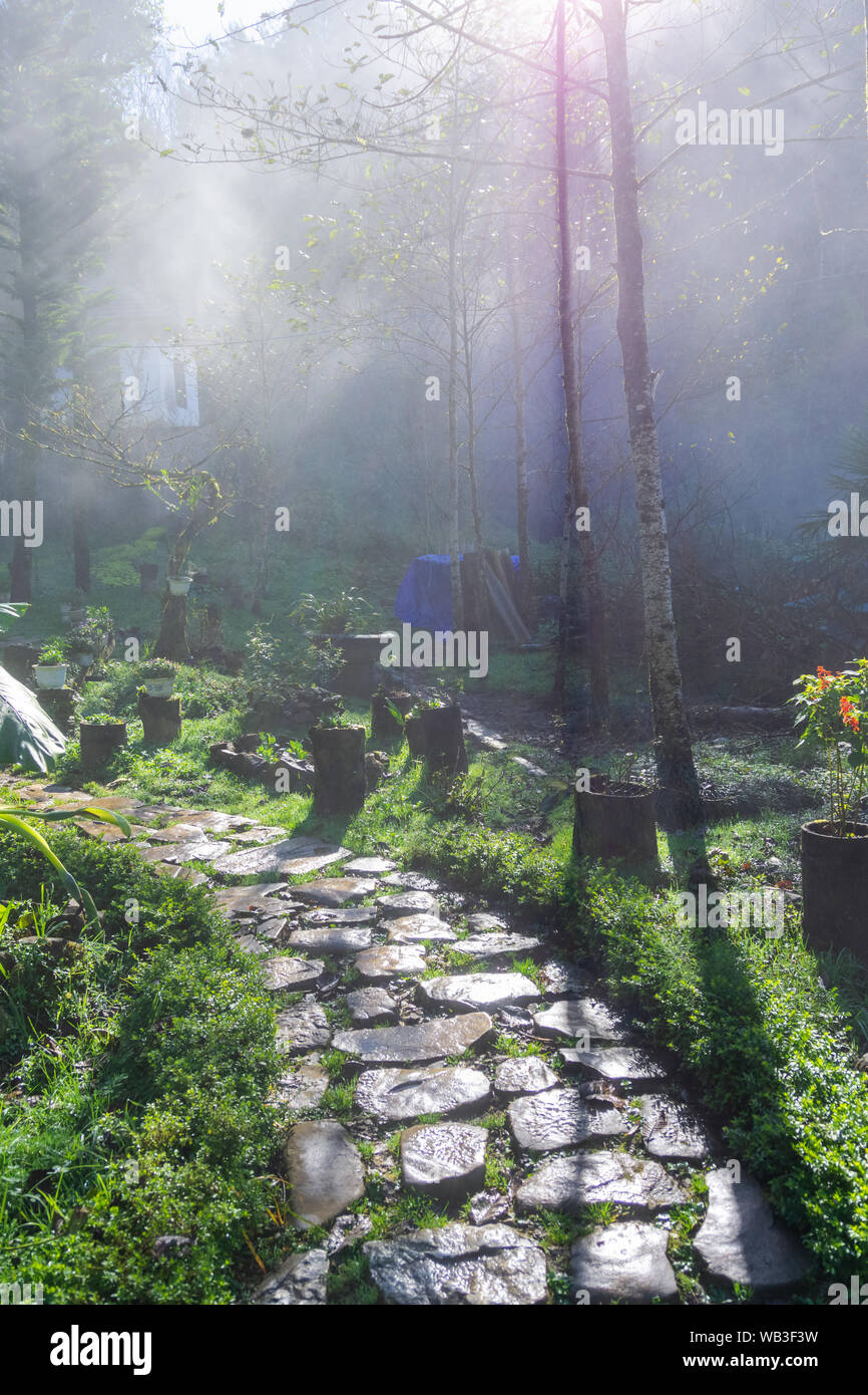 Wet path in the garden or forest with mist Stock Photo - Alamy