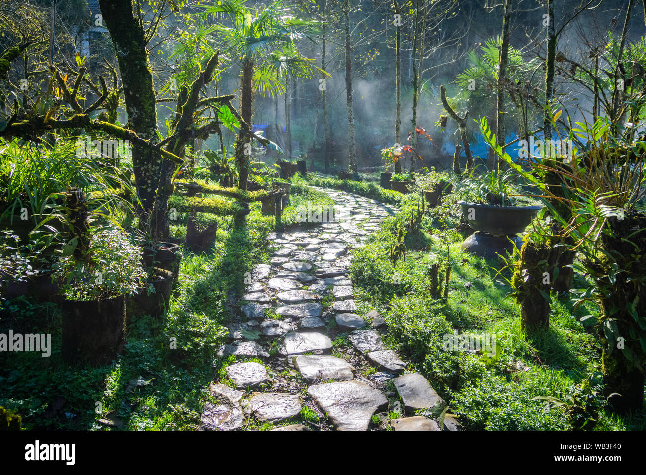 Wet path in the garden or forest with mist Stock Photo - Alamy