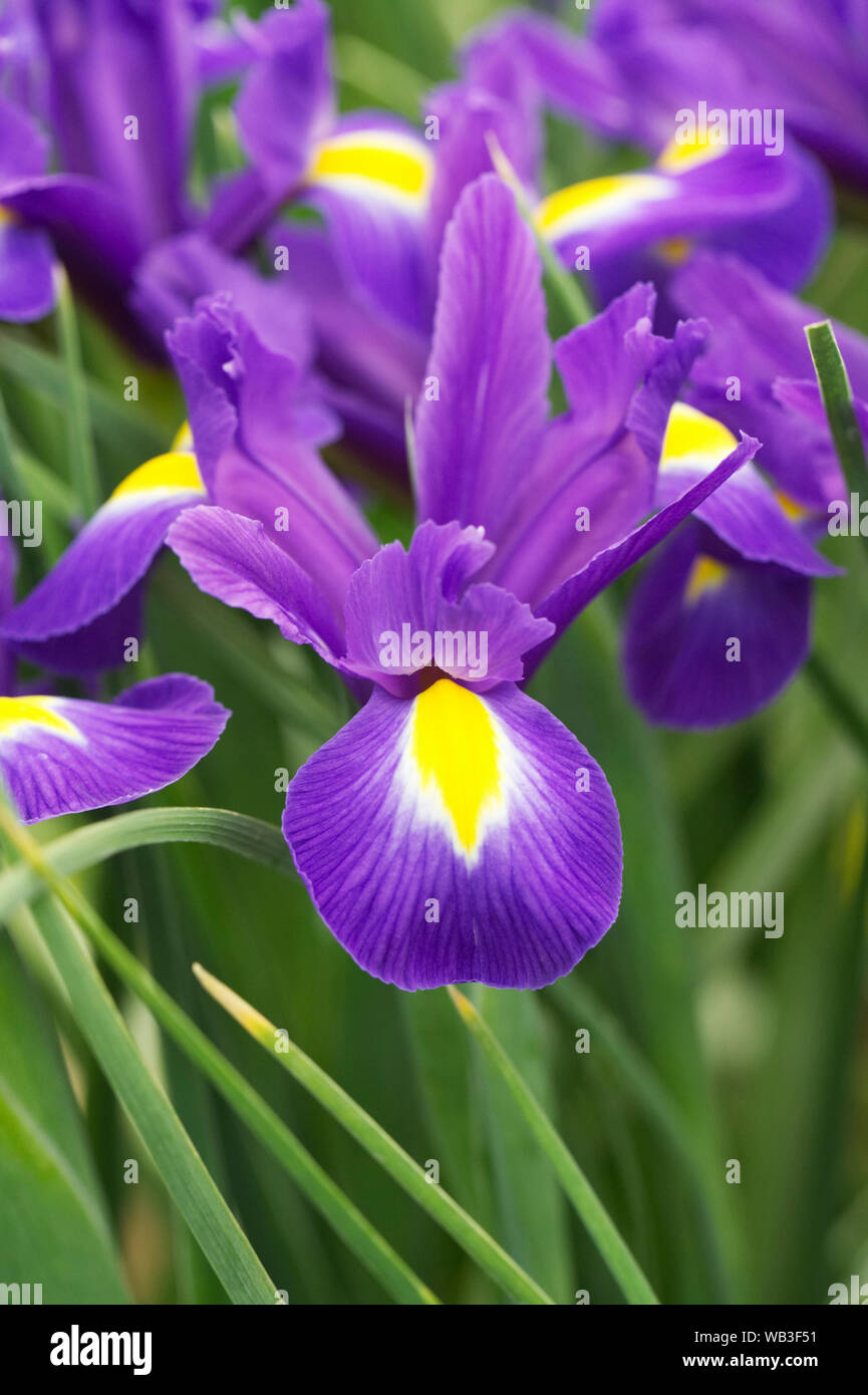 Blue magic hi-res stock photography and images - Alamy