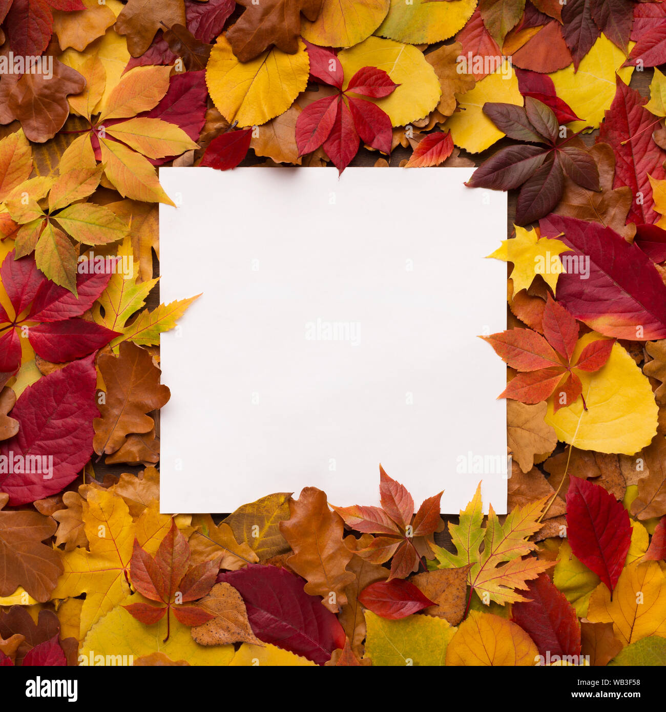 Bright and colorful autumn frame of fallen leaves Stock Photo - Alamy