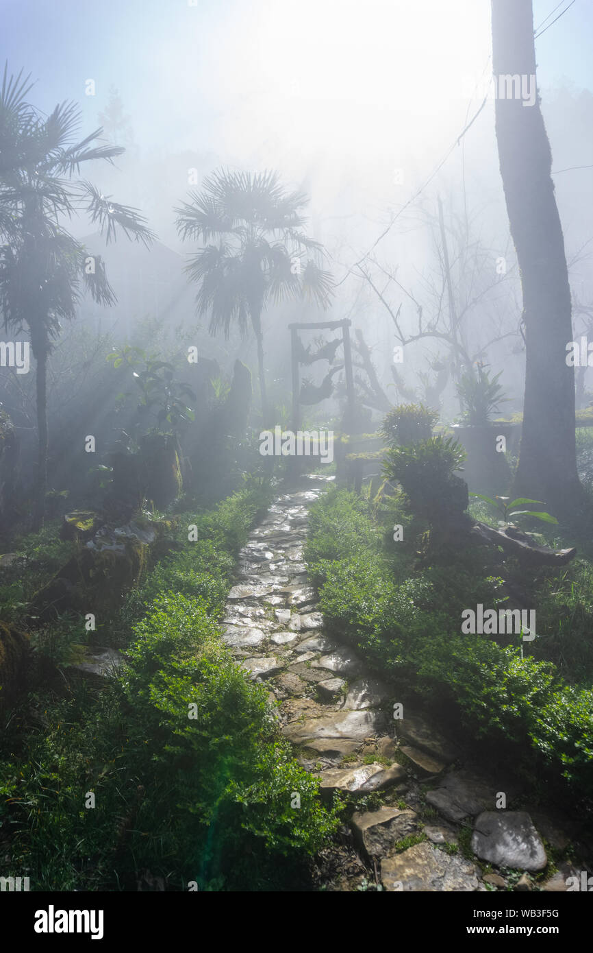 Wet path in the garden or forest with mist Stock Photo - Alamy