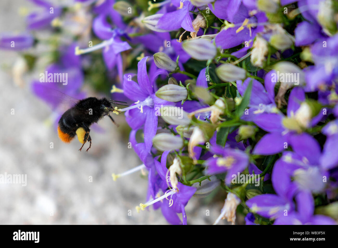 Sjeverni velebit national park hi-res stock photography and images - Alamy