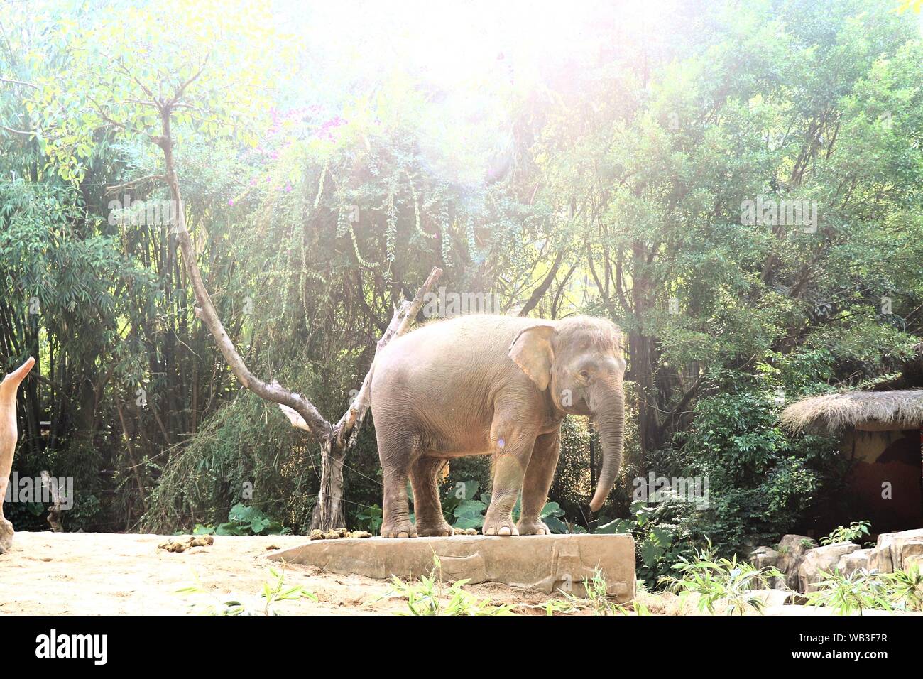 An elephant shows himself on a slate Stock Photo - Alamy