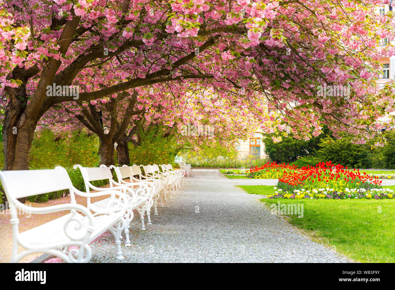 Park with blossom sakura, flower lawn and benches Stock Photo - Alamy