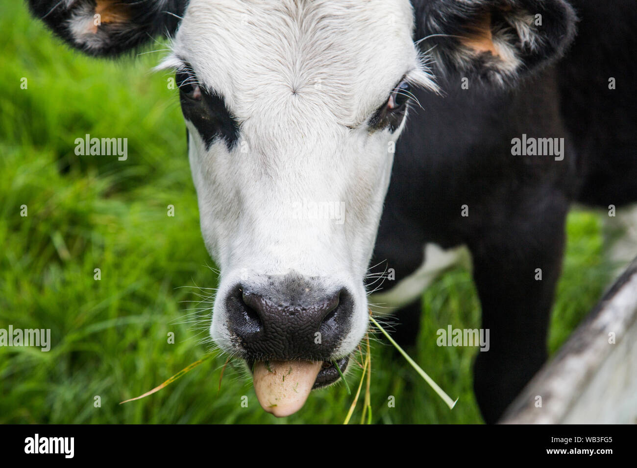 Cheeky Cow High Resolution Stock Photography and Images - Alamy