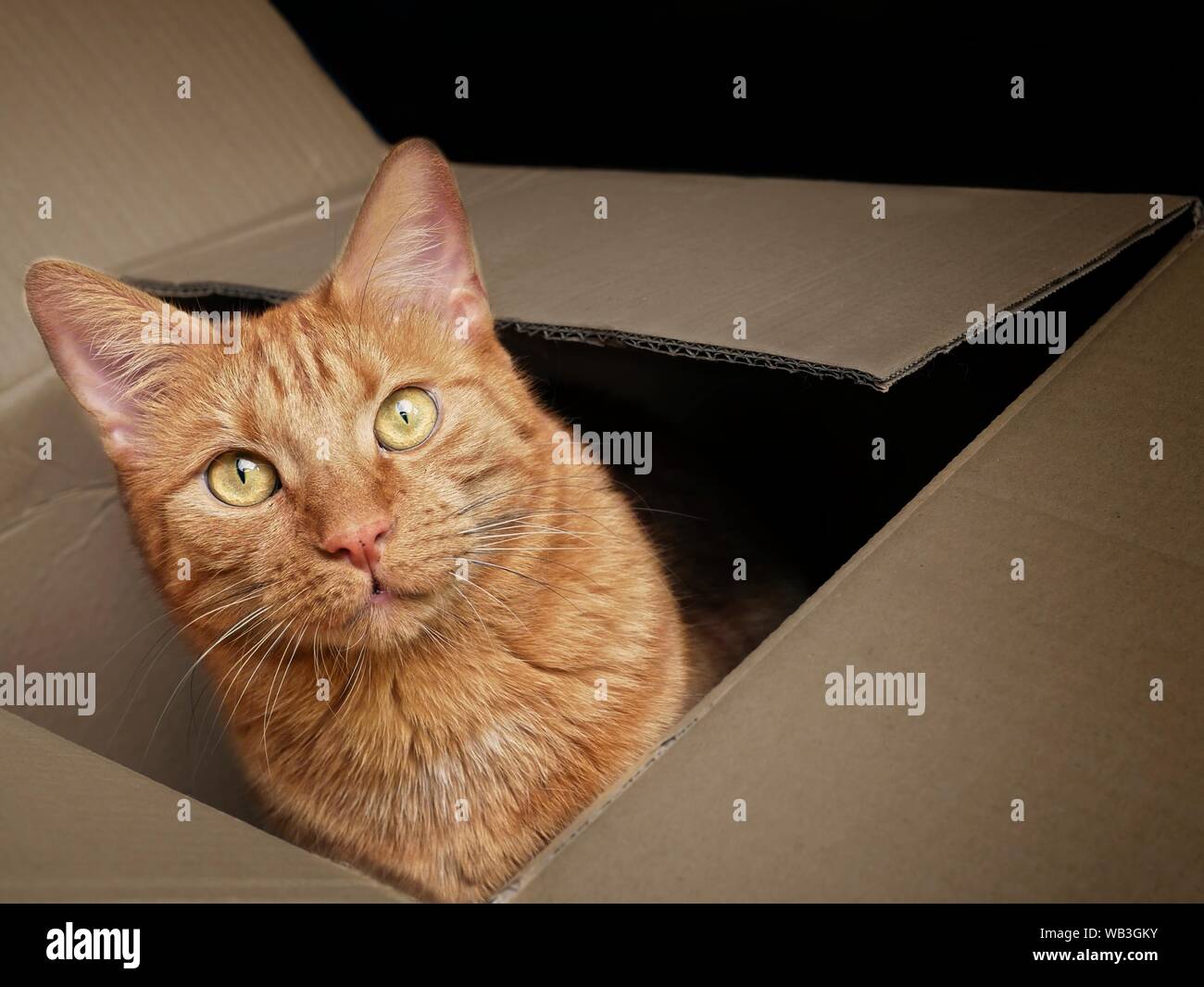 Ginger cat sitting in a cardboard box and looking curious to the camera ...