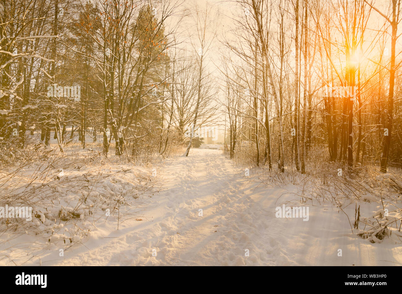 Winter landscape at sunset. Snow capped trees at the footpath through a ...