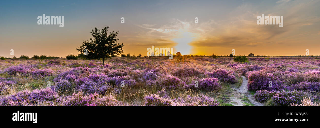 Purple pink heather in bloom Ginkel Heath Ede in the Netherlands ...