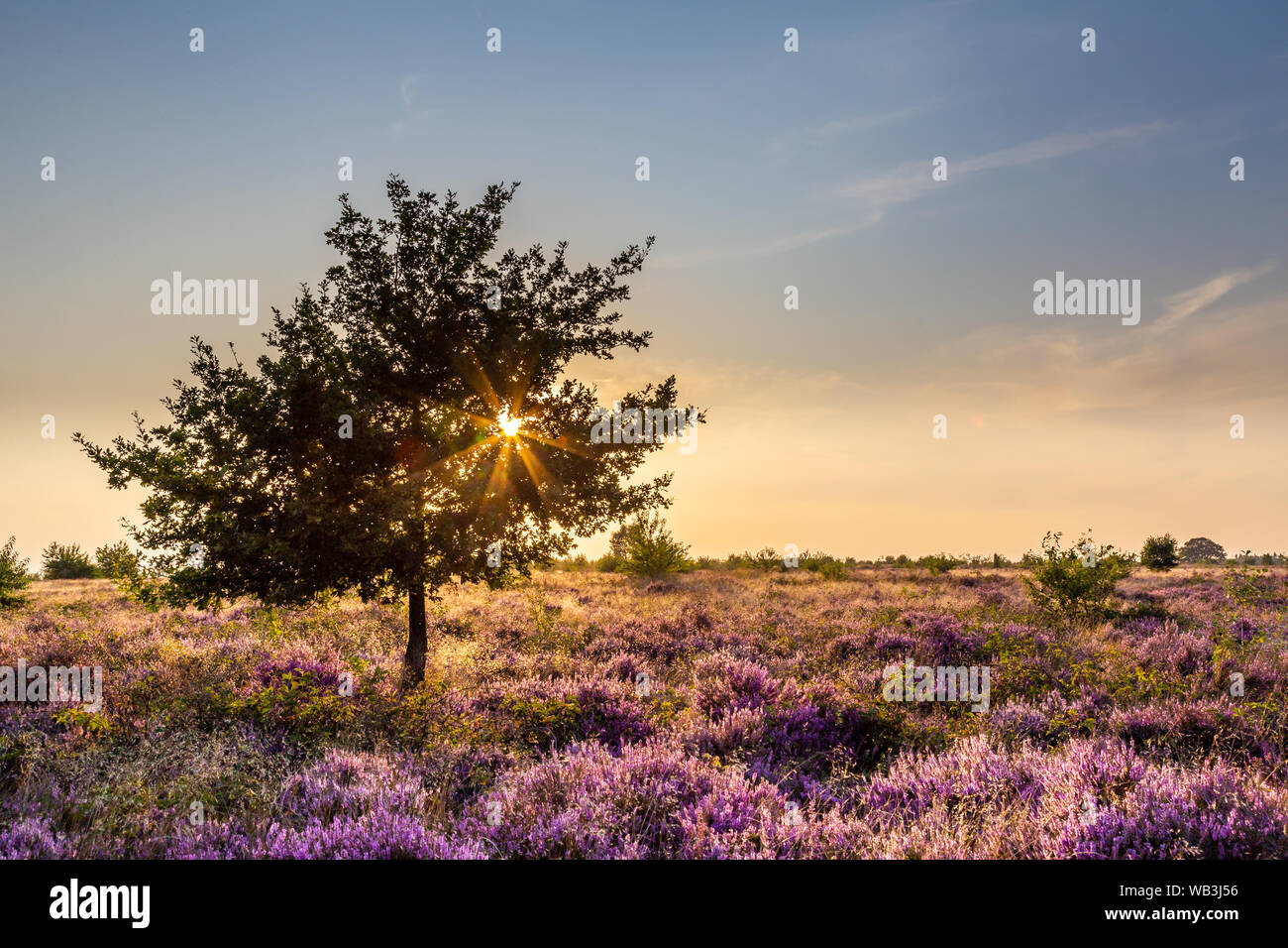 Purple pink heather in bloom Ginkel Heath Ede in the Netherlands ...