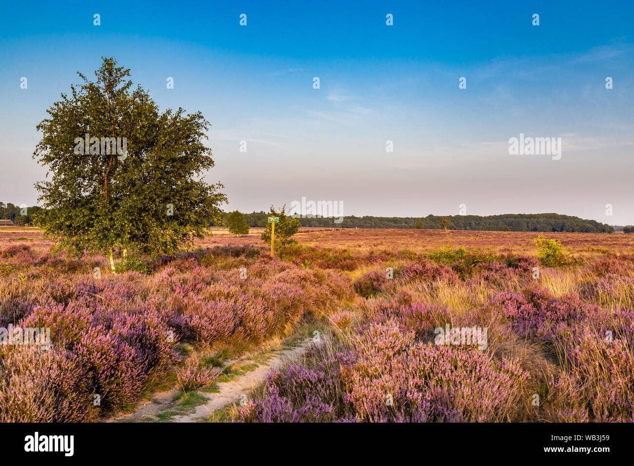 Purple pink heather in bloom Ginkel Heath Ede in the Netherlands ...