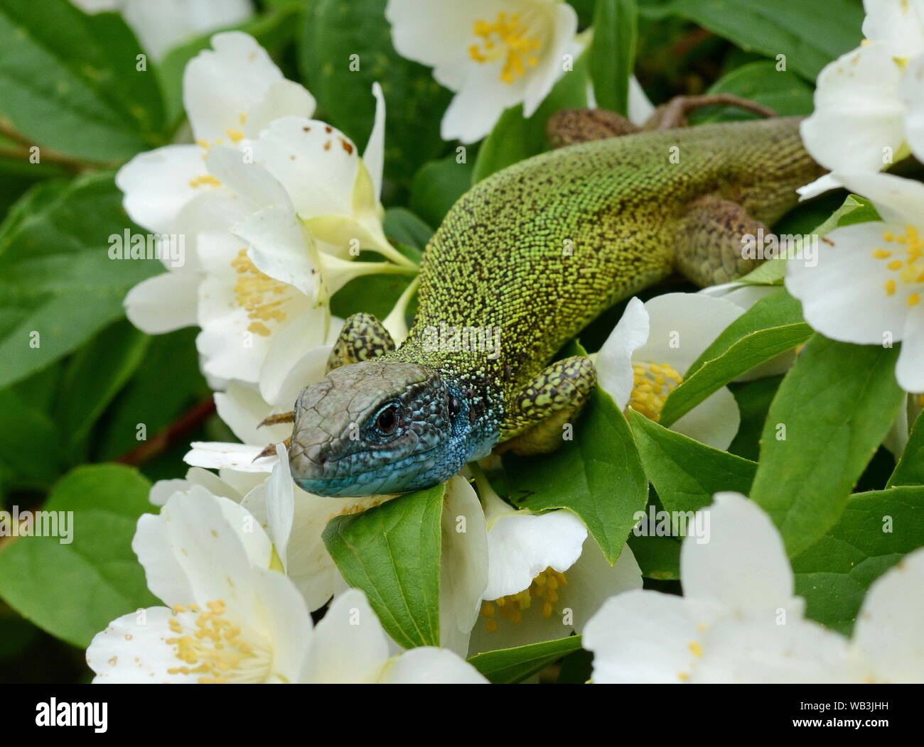 Lizard in jasmine flowers. Natural background with green leaf and white ...