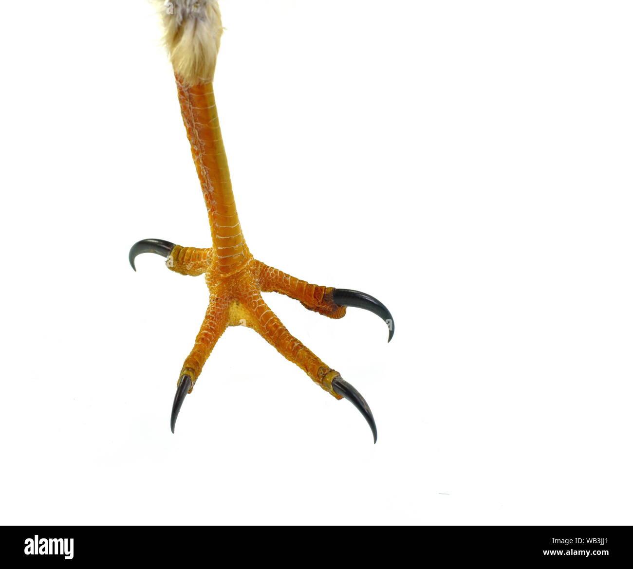 a leg of a hawk with claws isolated on white background Stock Photo - Alamy