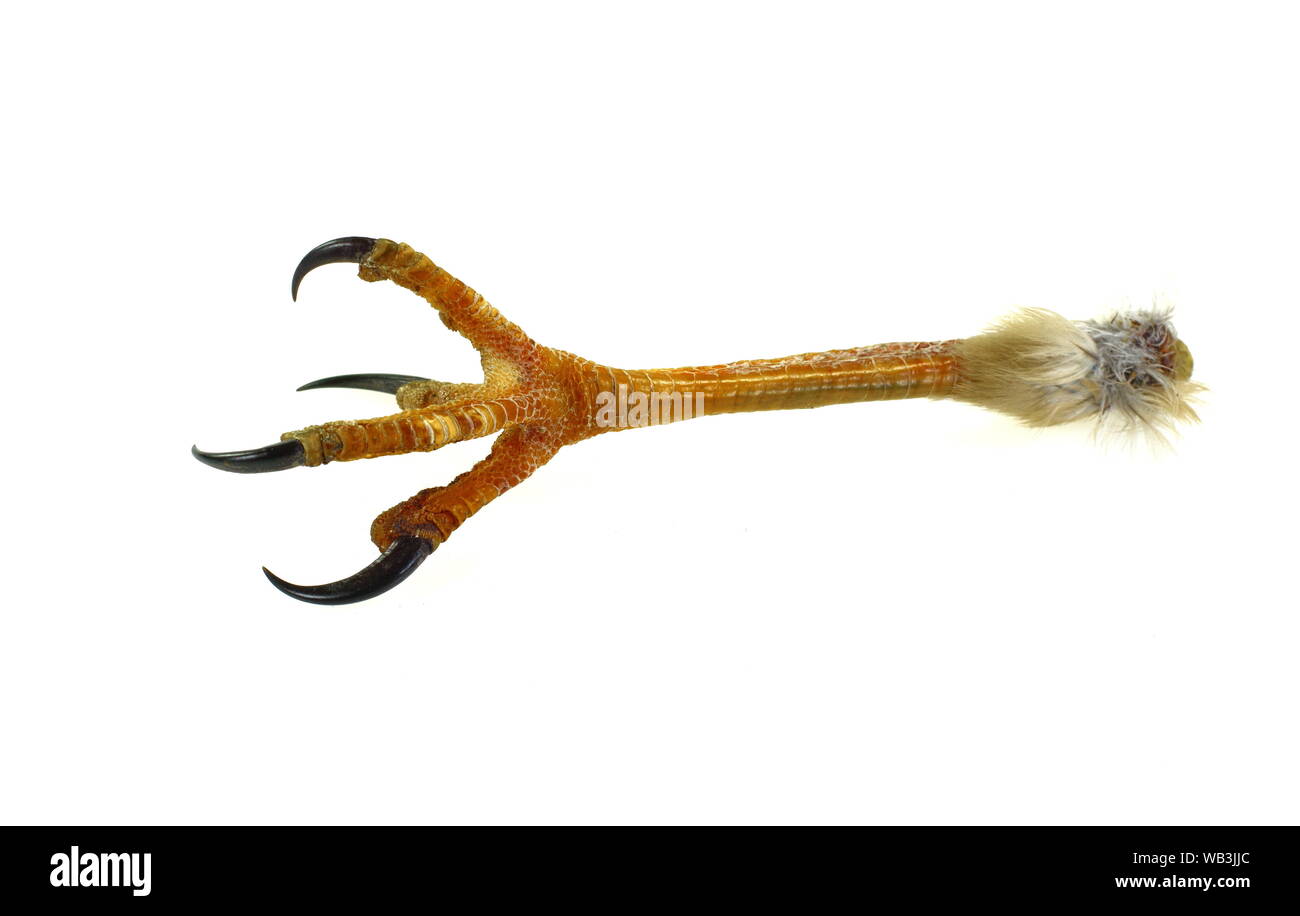 a leg of a hawk with claws isolated on white background Stock Photo - Alamy