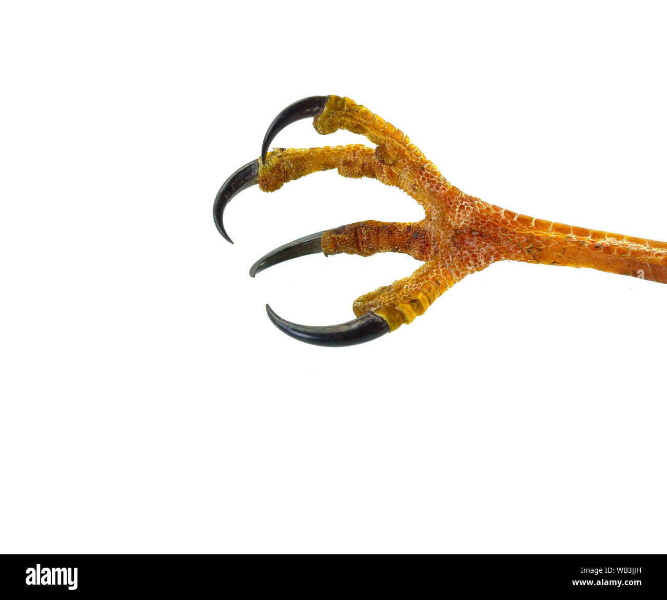 a leg of a hawk with claws isolated on white background Stock Photo - Alamy