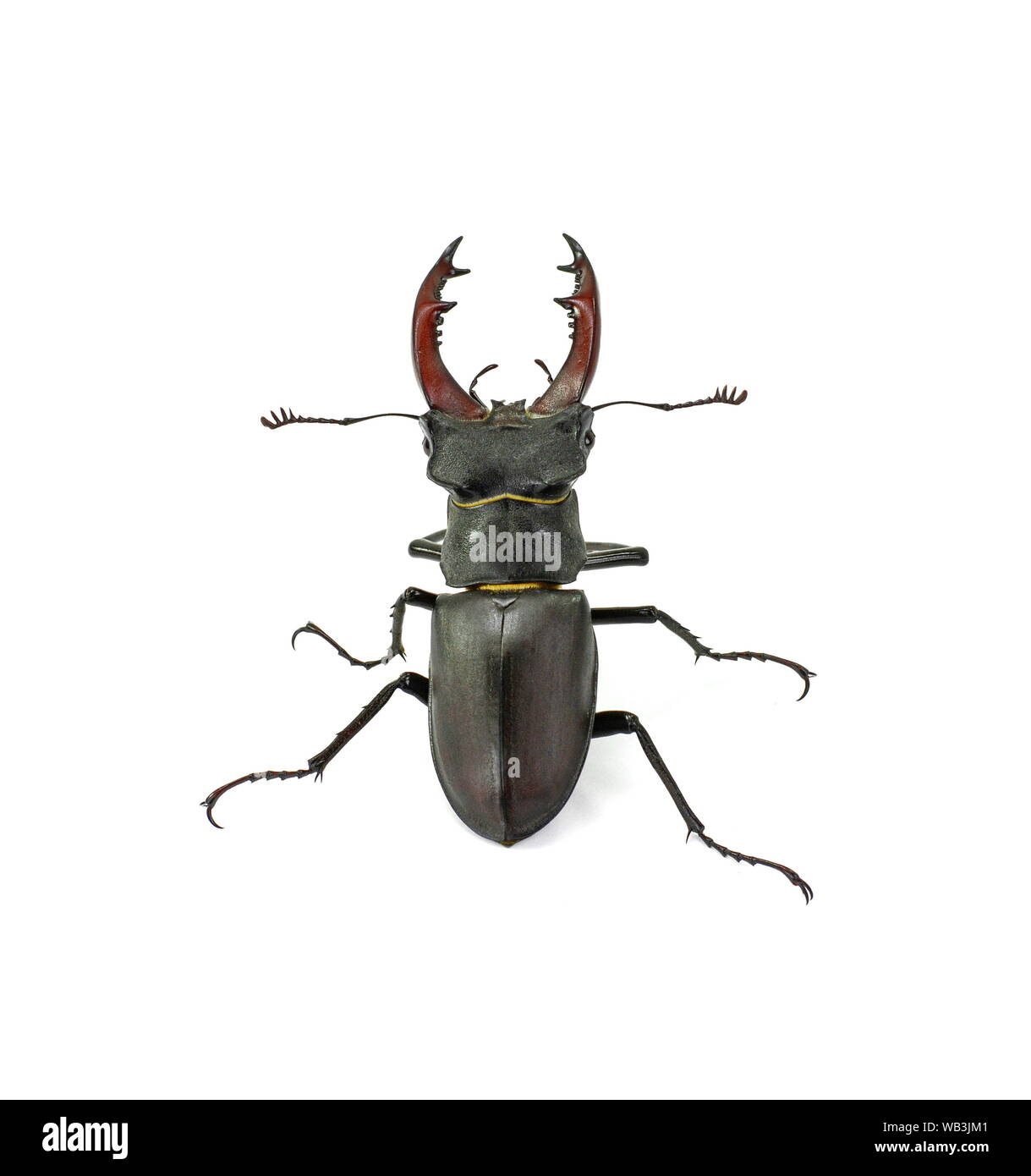 Male stag beetle isolated on white background Stock Photo - Alamy