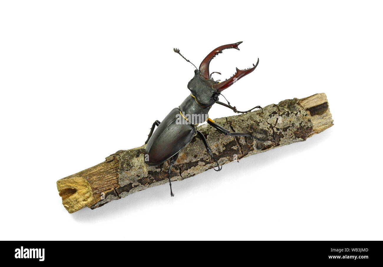 Male stag beetle isolated on white background Stock Photo - Alamy