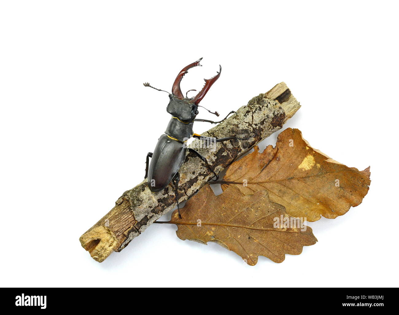 Male stag beetle isolated on white background Stock Photo - Alamy