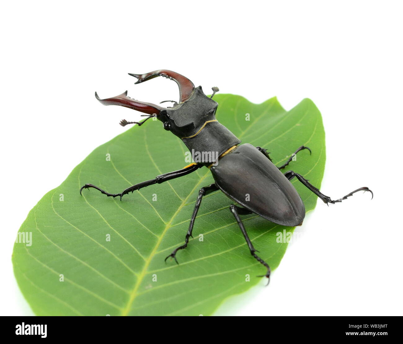 Male stag beetle isolated on white background Stock Photo - Alamy