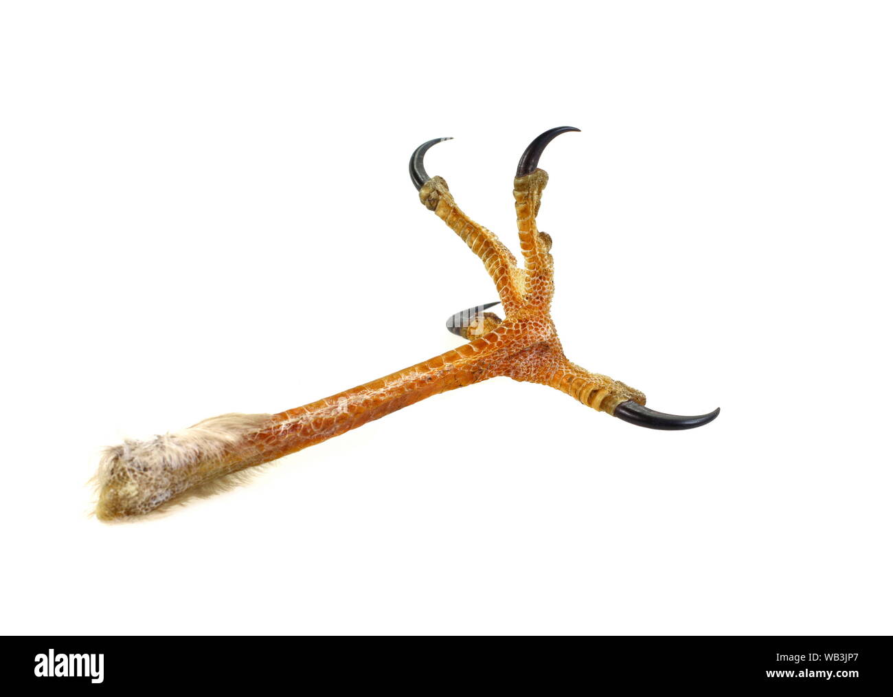 a leg of a hawk with claws isolated on white background Stock Photo - Alamy