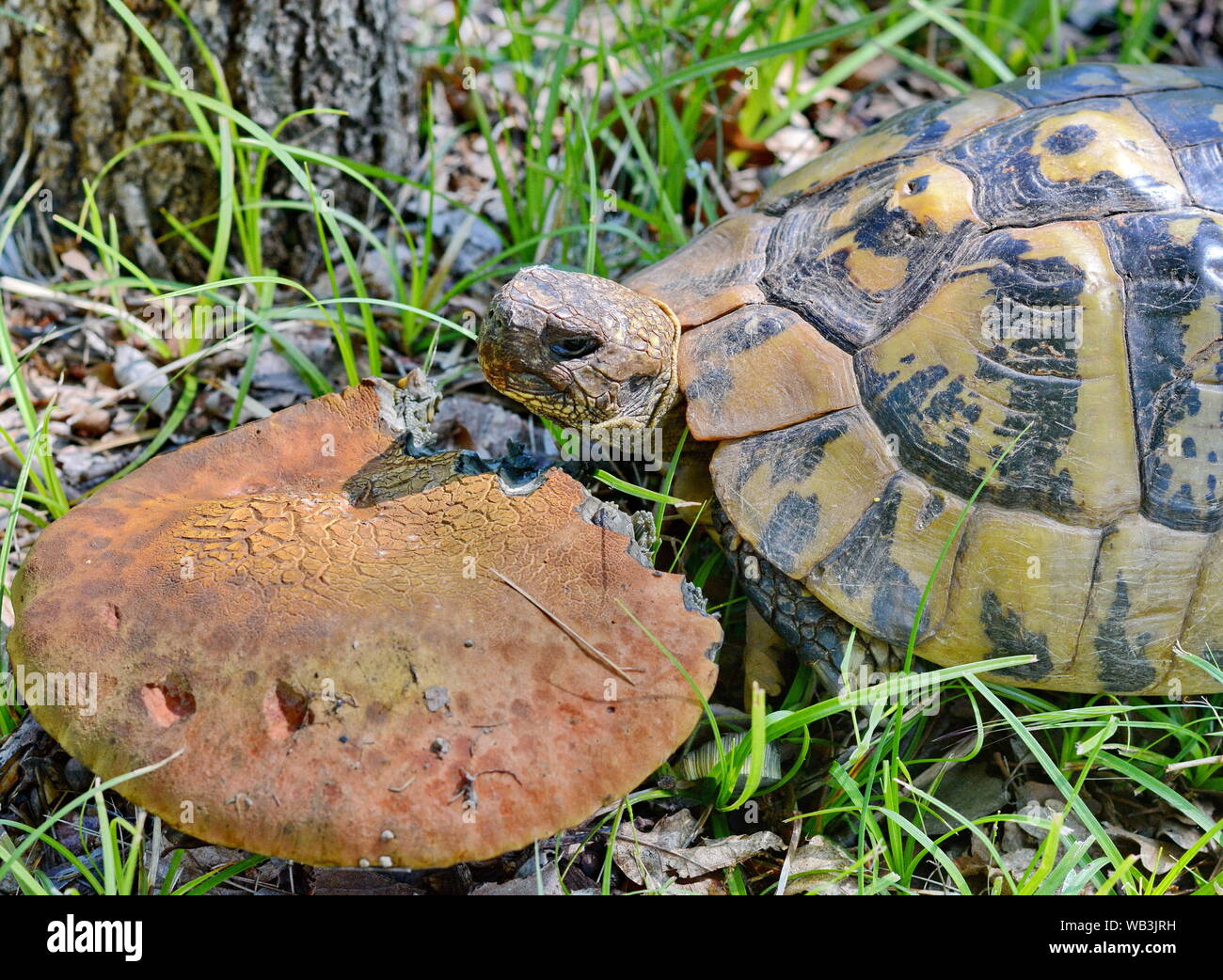 Forest turtle in a natural environment Stock Photo - Alamy