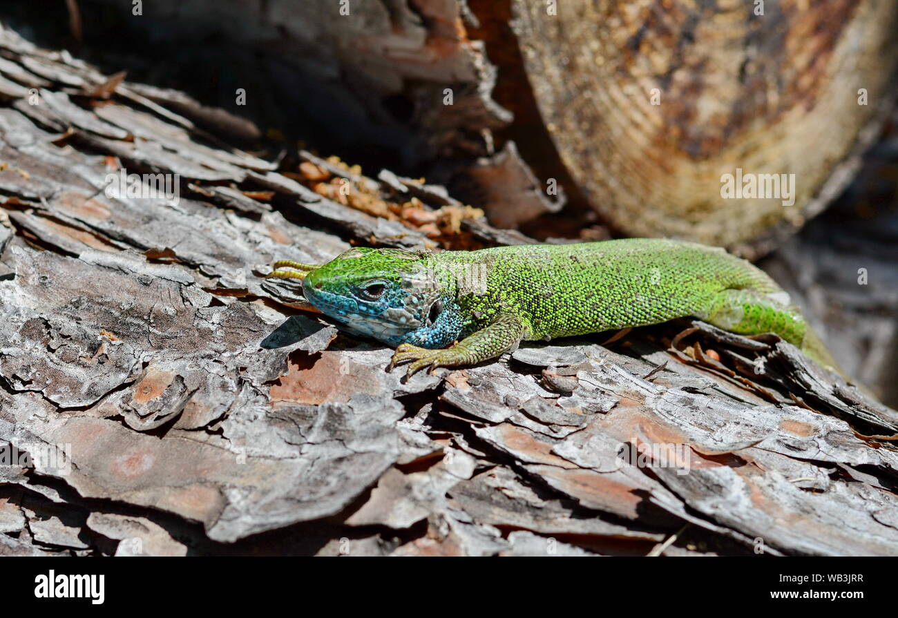 European green lizard (Lacerta viridis Stock Photo - Alamy