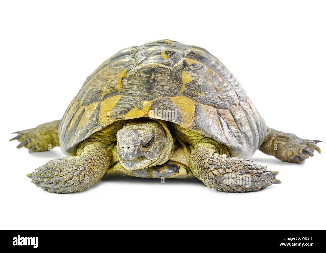 Giant land turtle Cut Out Stock Images & Pictures - Alamy