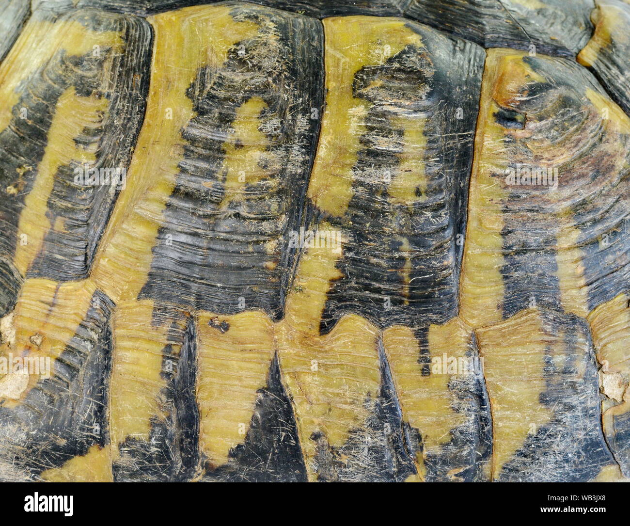 Forest turtle in a natural environment Stock Photo - Alamy