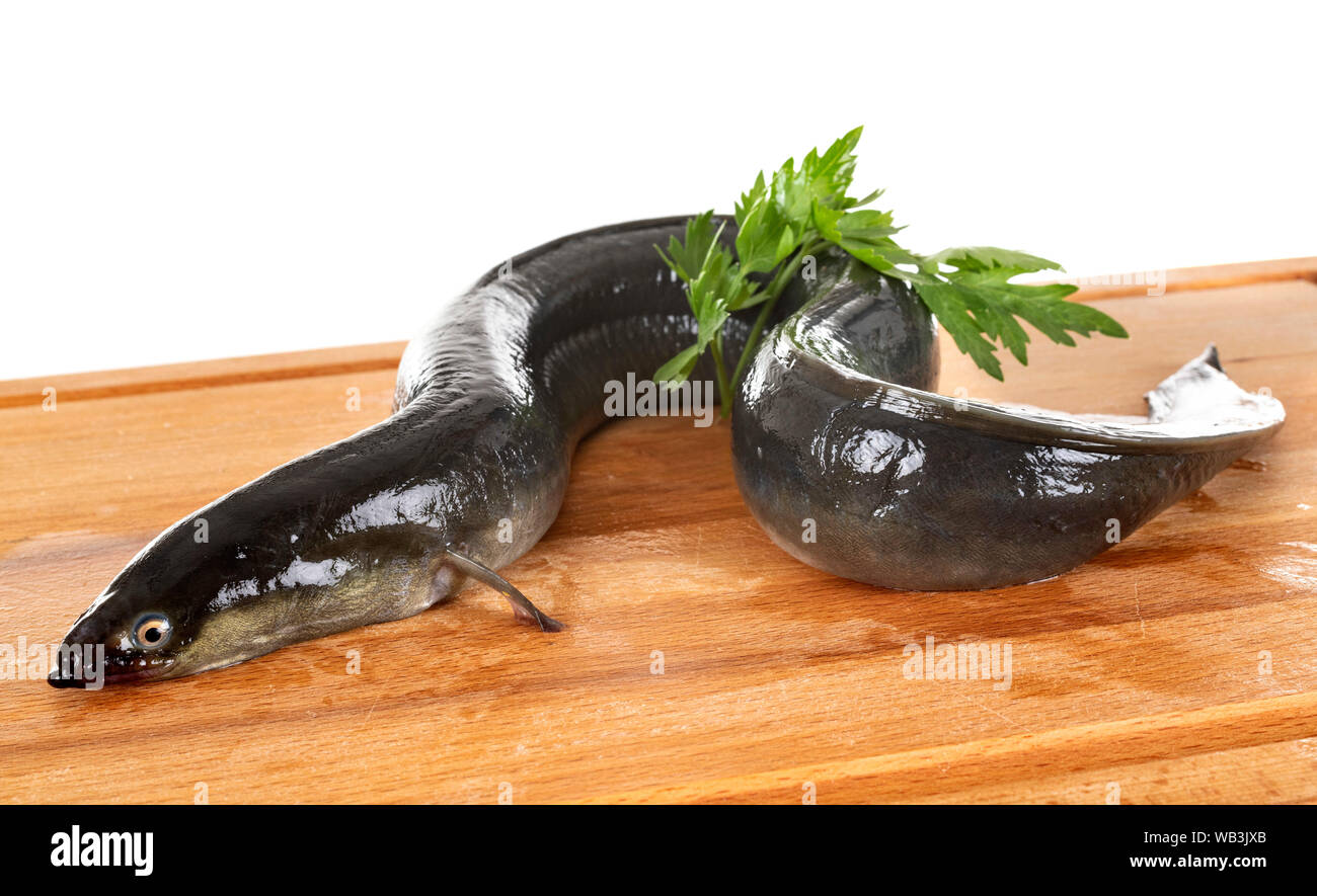 European eel in front of white background Stock Photo - Alamy