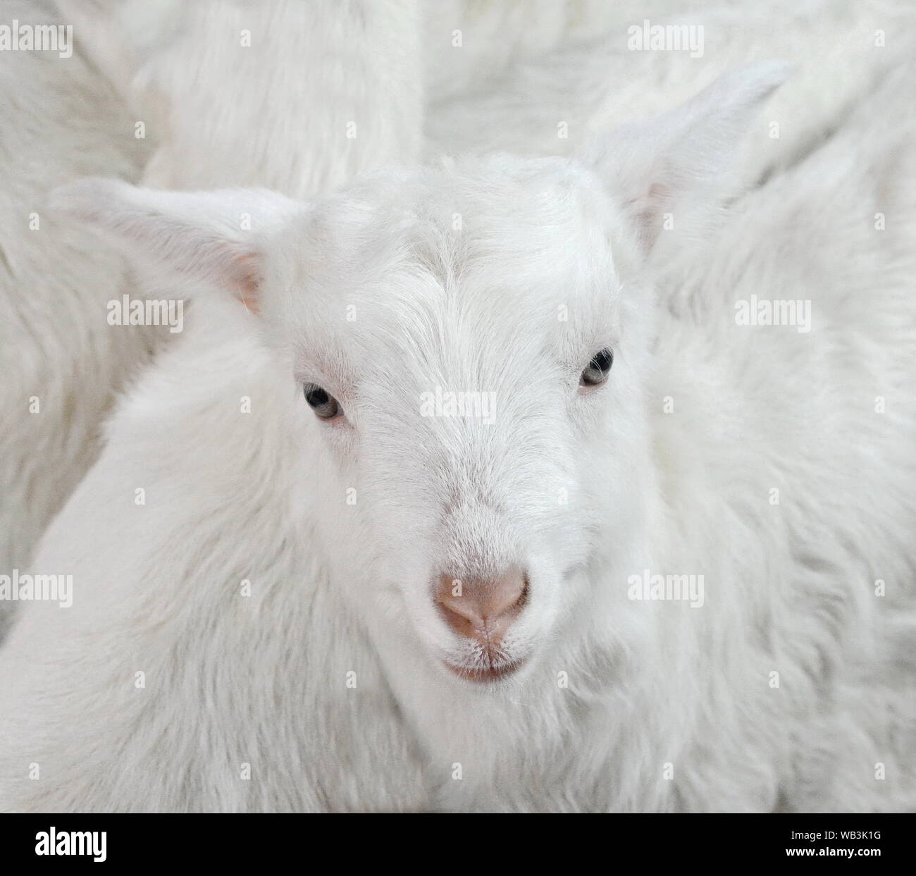 Beautiful white goat in the stall. Portrait of goat Stock Photo - Alamy