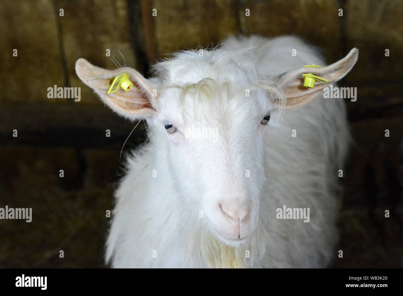 Beautiful white goat in the stall. Portrait of goat Stock Photo - Alamy