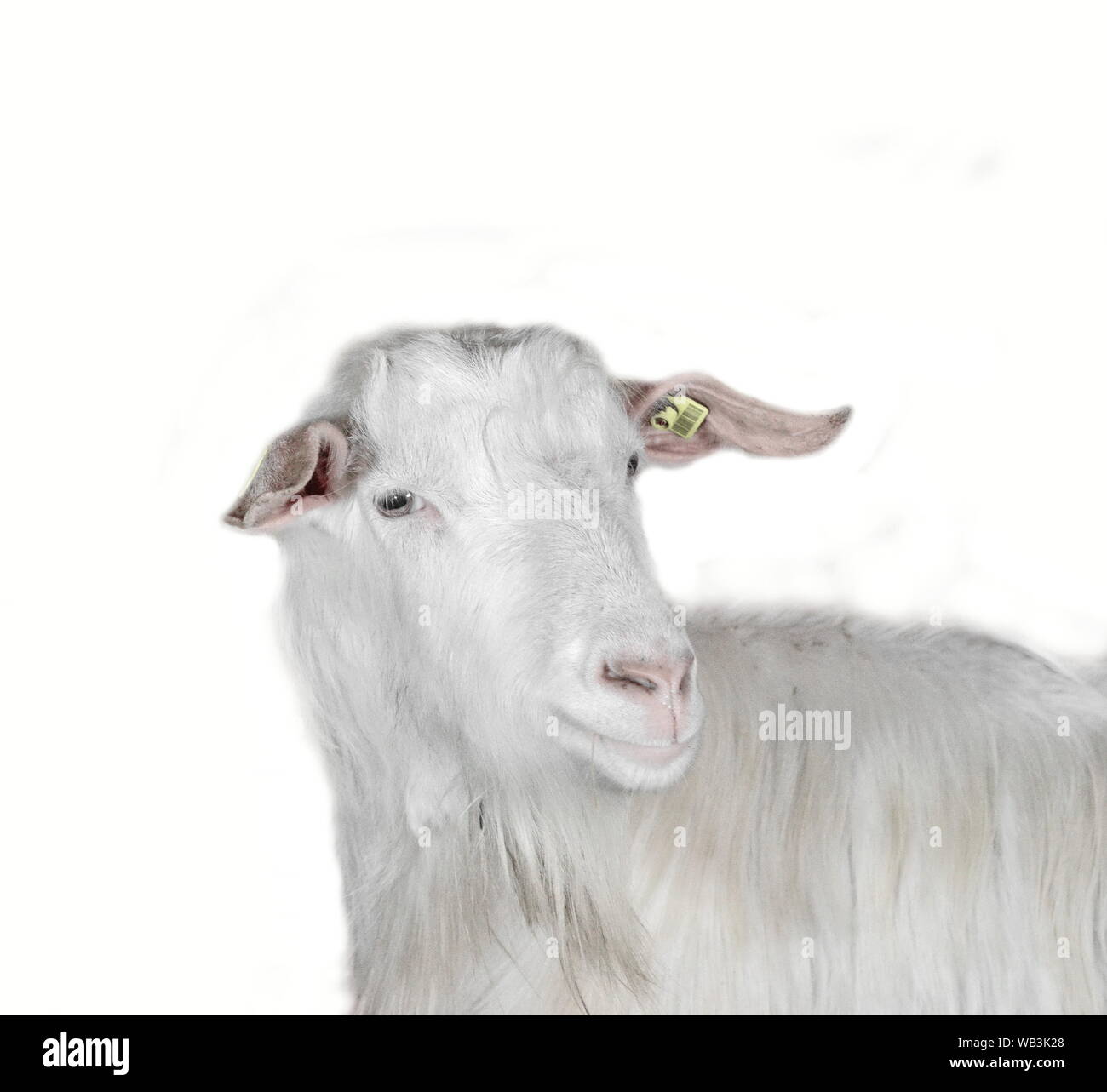 Beautiful white goat. Portrait of goat Stock Photo - Alamy